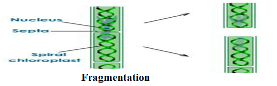 HOW DO ORGANISMS REPRODUCE?