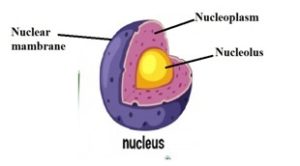 NUCLEUS : THE BRAIN OF THE CELL