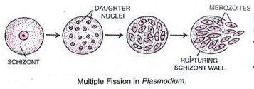 HOW DO ORGANISMS REPRODUCE?